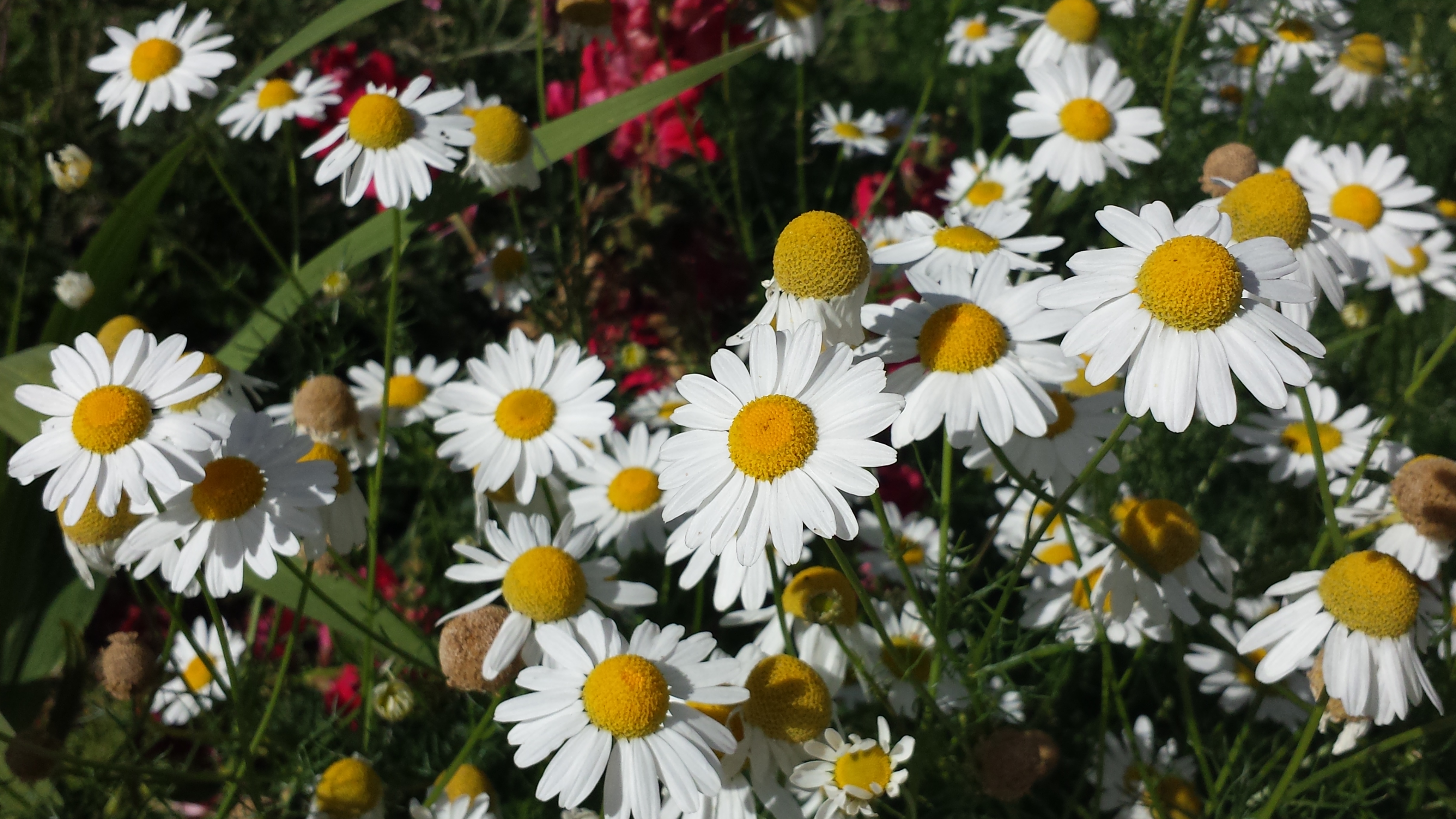 Grow Your Own Medicinal Herb Garden | Hunaskin
